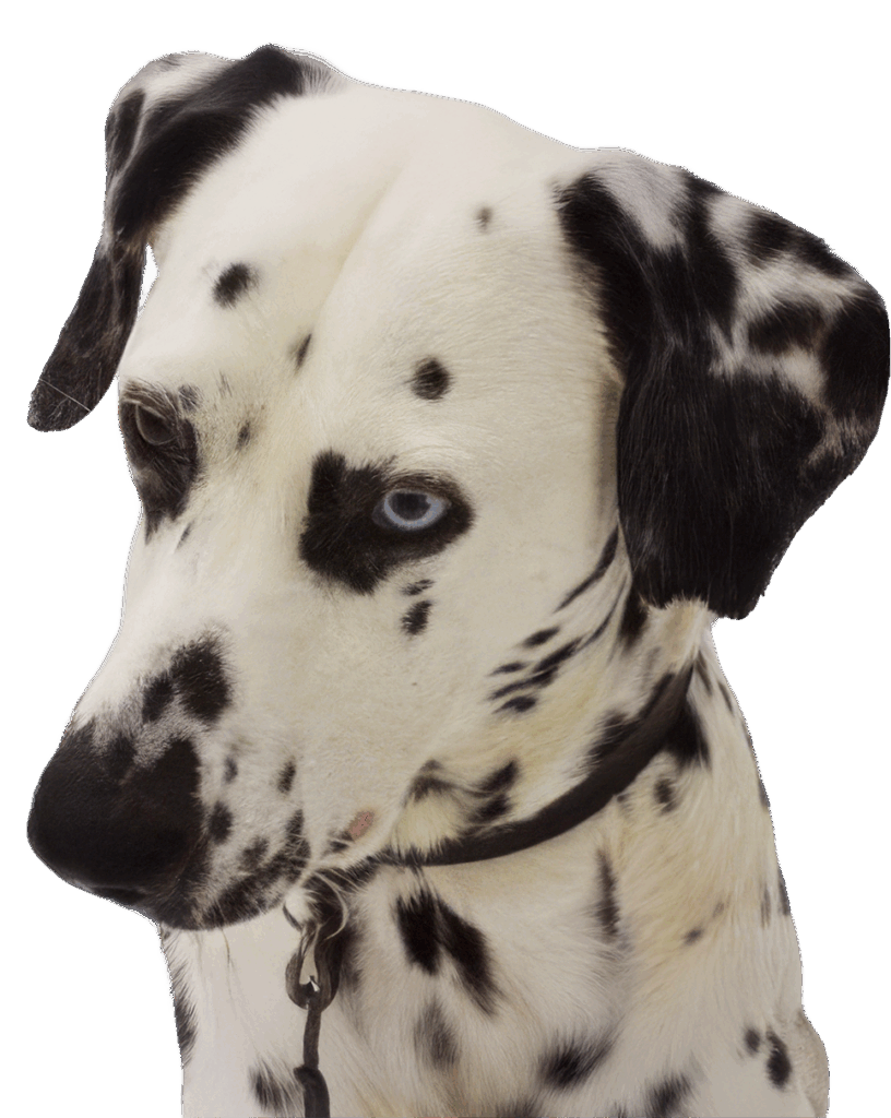 Twixx - Tiere in Not e.V.